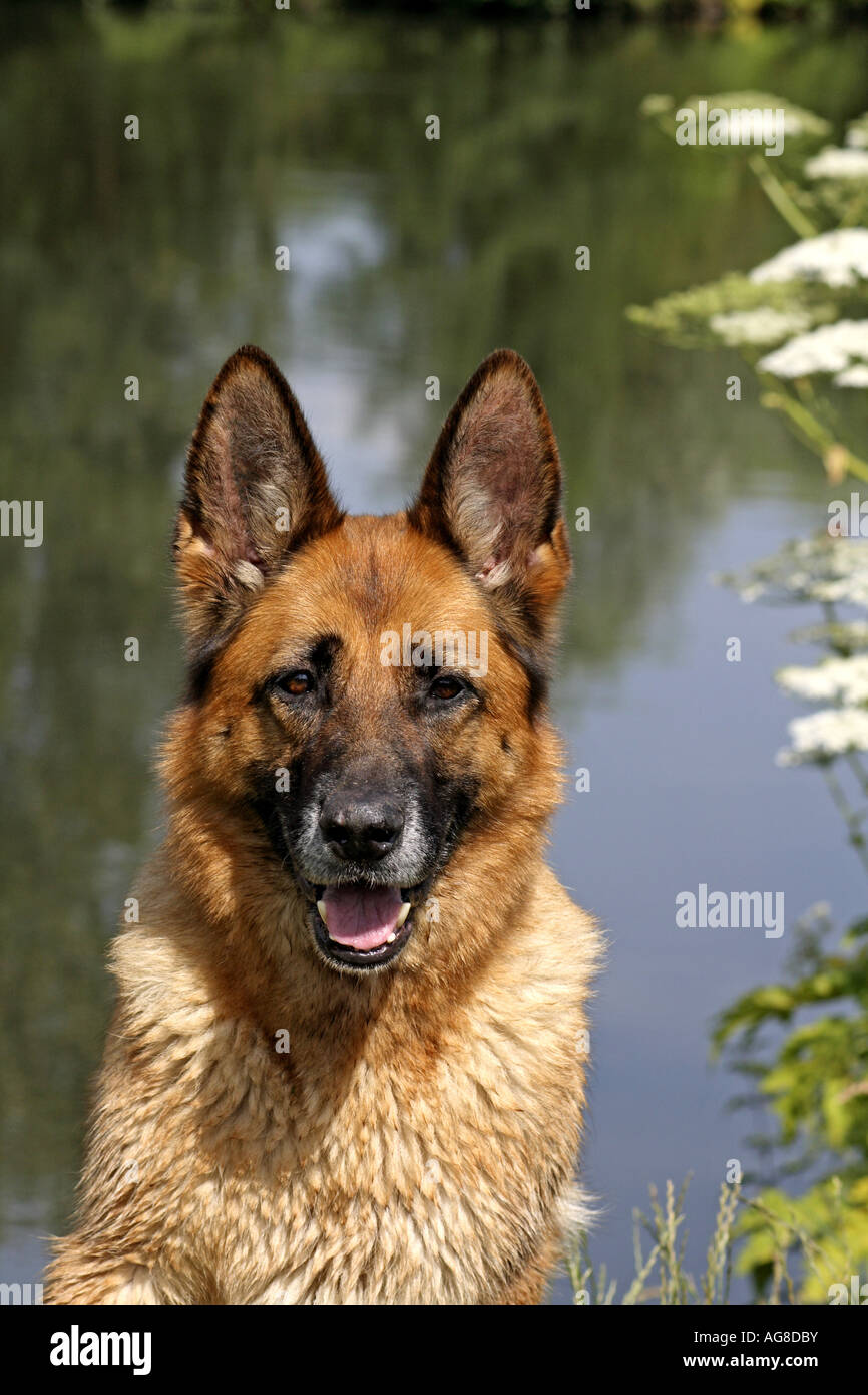 German Shepherd Dog (Canis lupus f. familiaris), portrait of a single ...