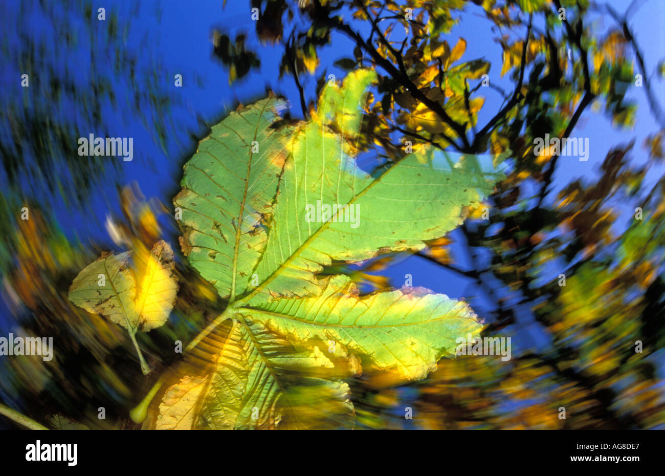 Autumn Sycamore Acre psuedoplatanus Leaf blowing in wind Stock Photo ...