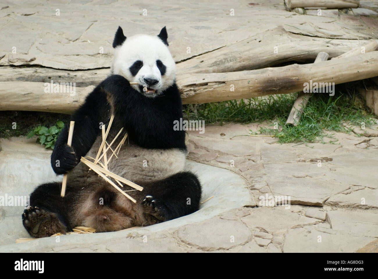 Giant Panda Thailand Chiang Mai Zoo Stock Photo - Alamy