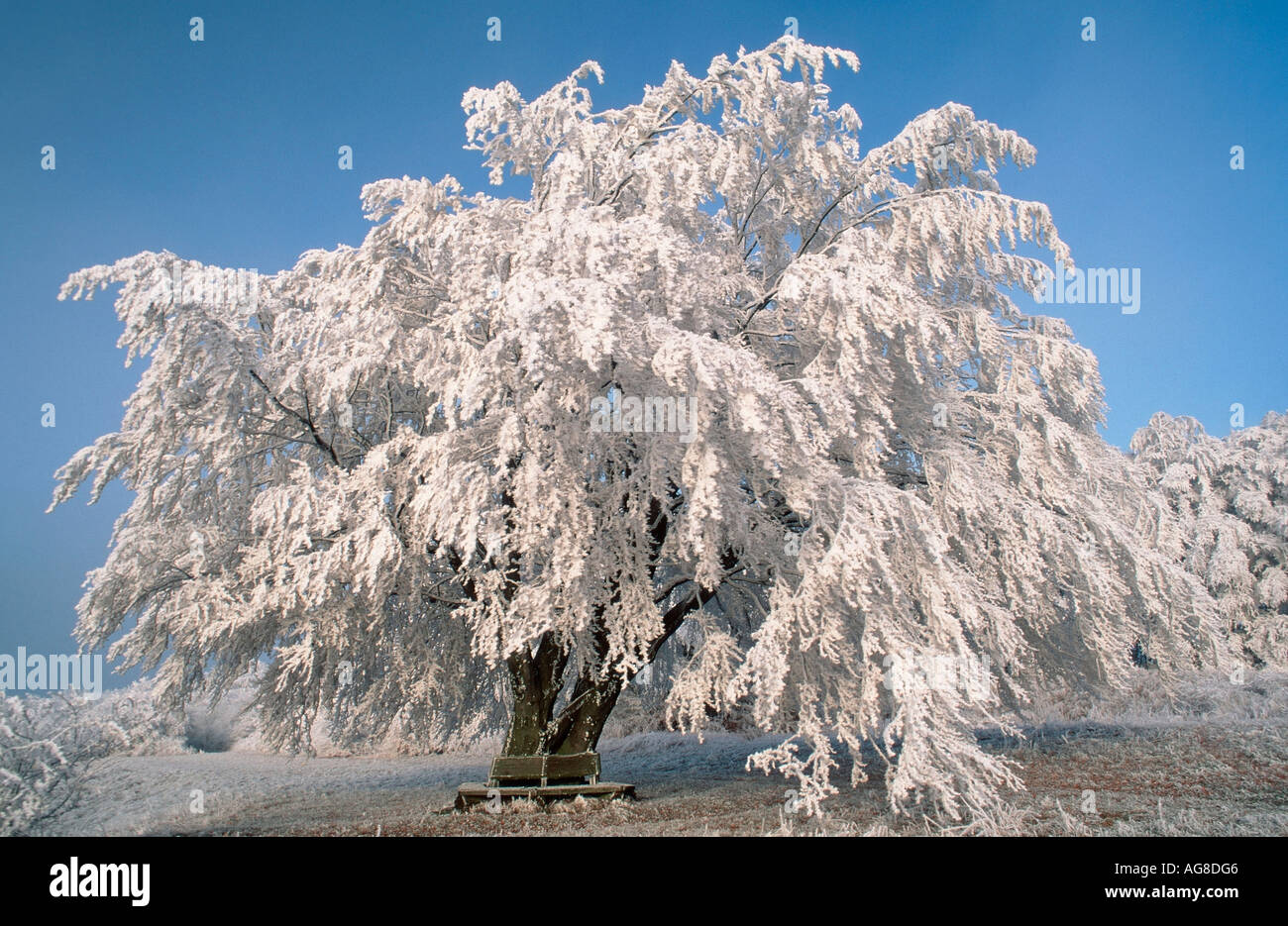 Beech in winter, Hessen, Germany / (Fagus sylvatica Stock Photo - Alamy