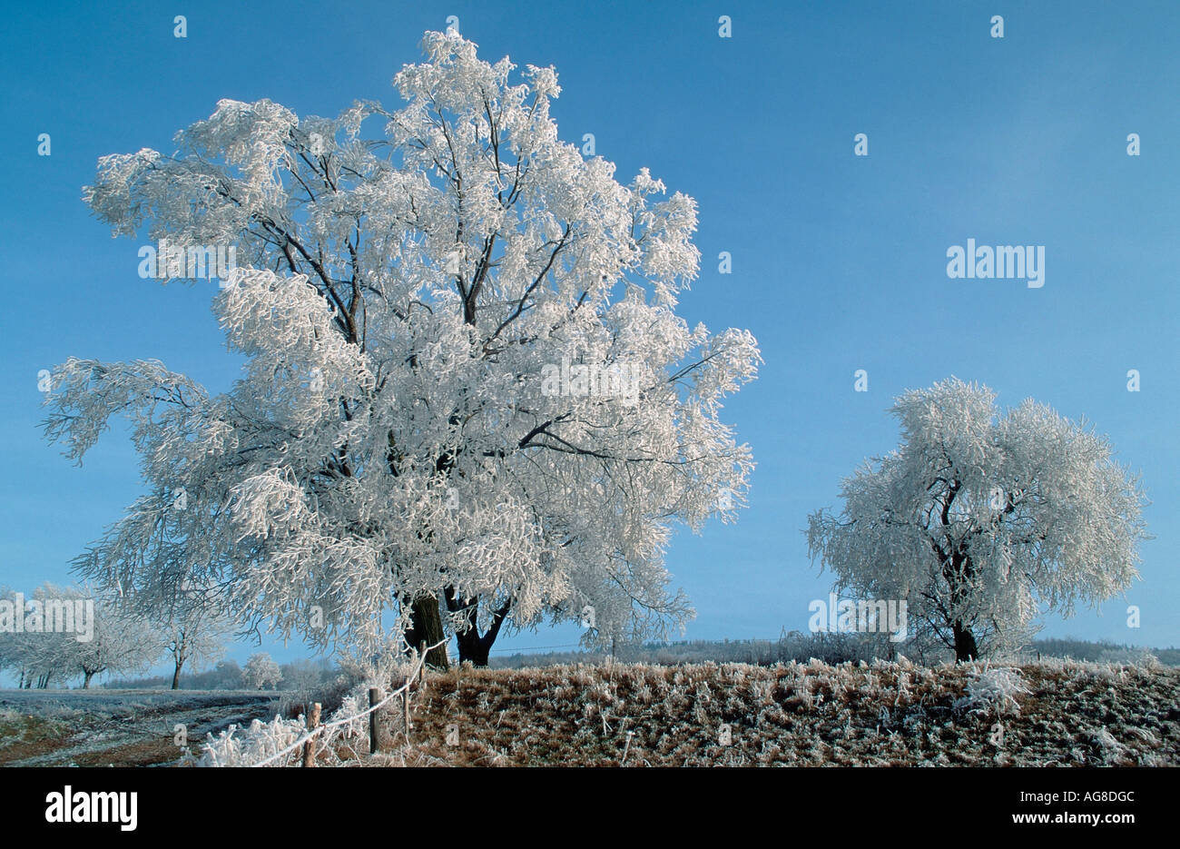 Willow salix trees in hi-res stock photography and images - Alamy