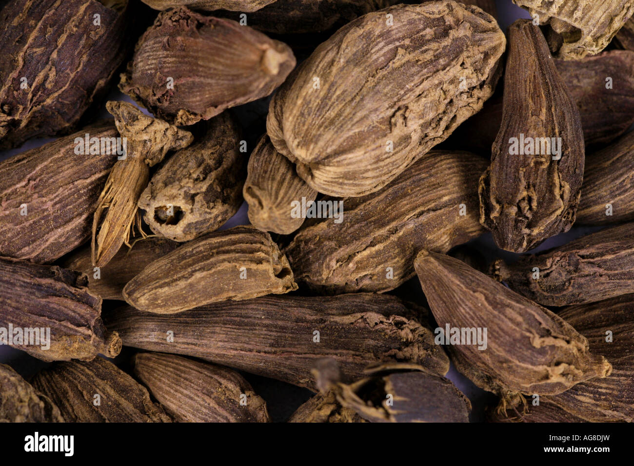 cardamon, bengal cardamoms (Amomum subulatum), capsules Stock Photo - Alamy