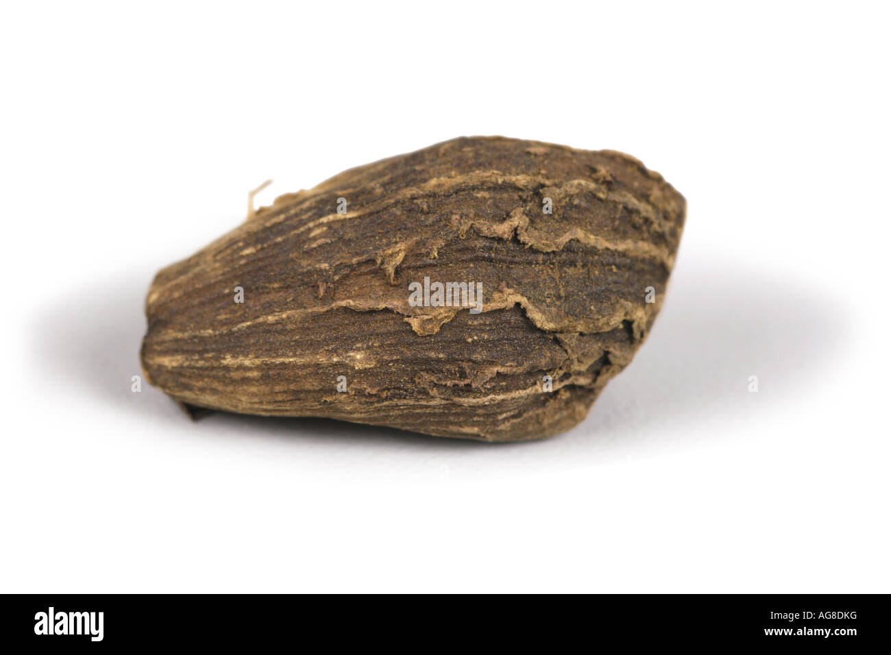 cardamon, bengal cardamoms (Amomum subulatum), capsule Stock Photo - Alamy