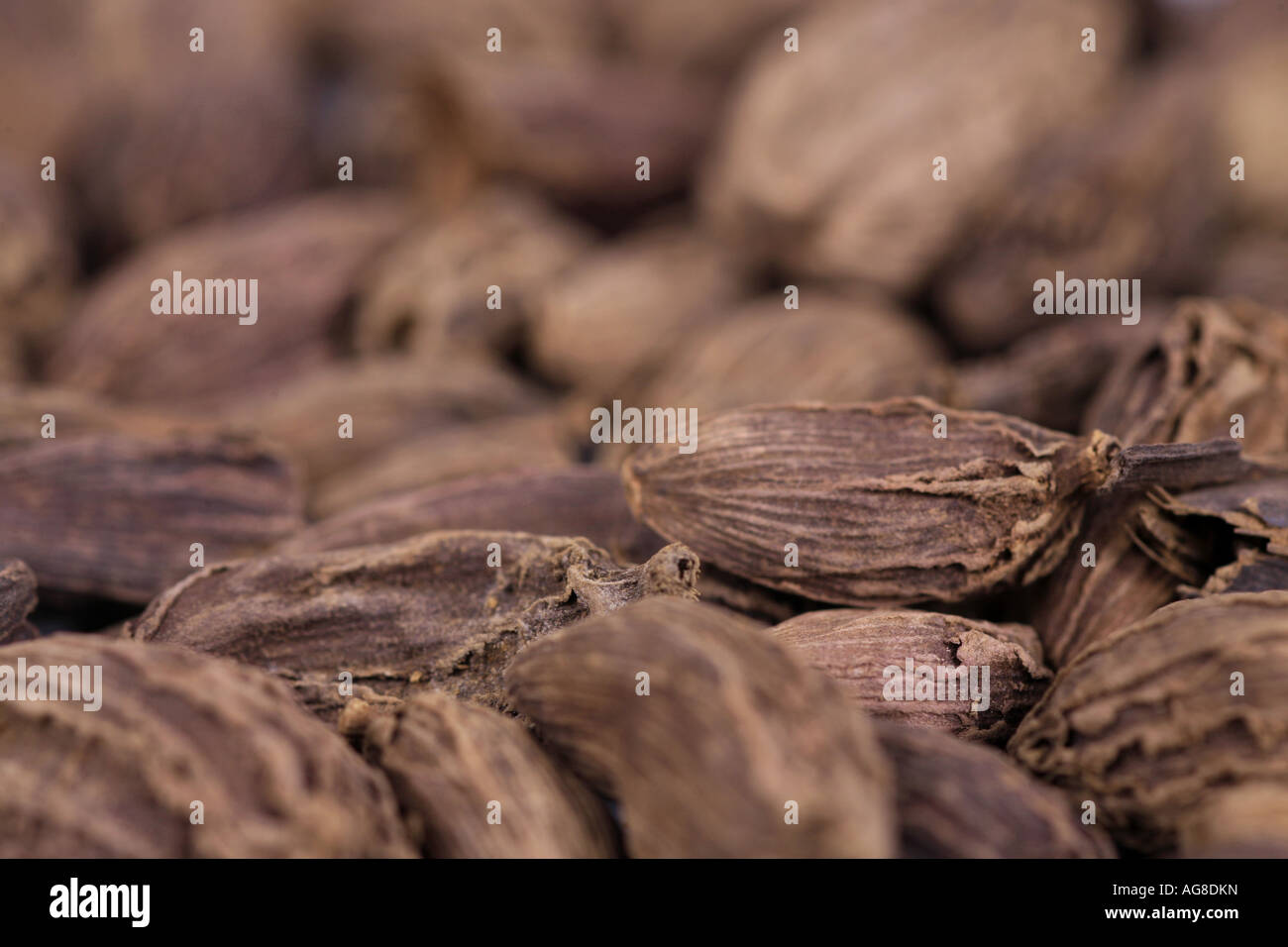 cardamon, bengal cardamoms (Amomum subulatum), capsules Stock Photo - Alamy
