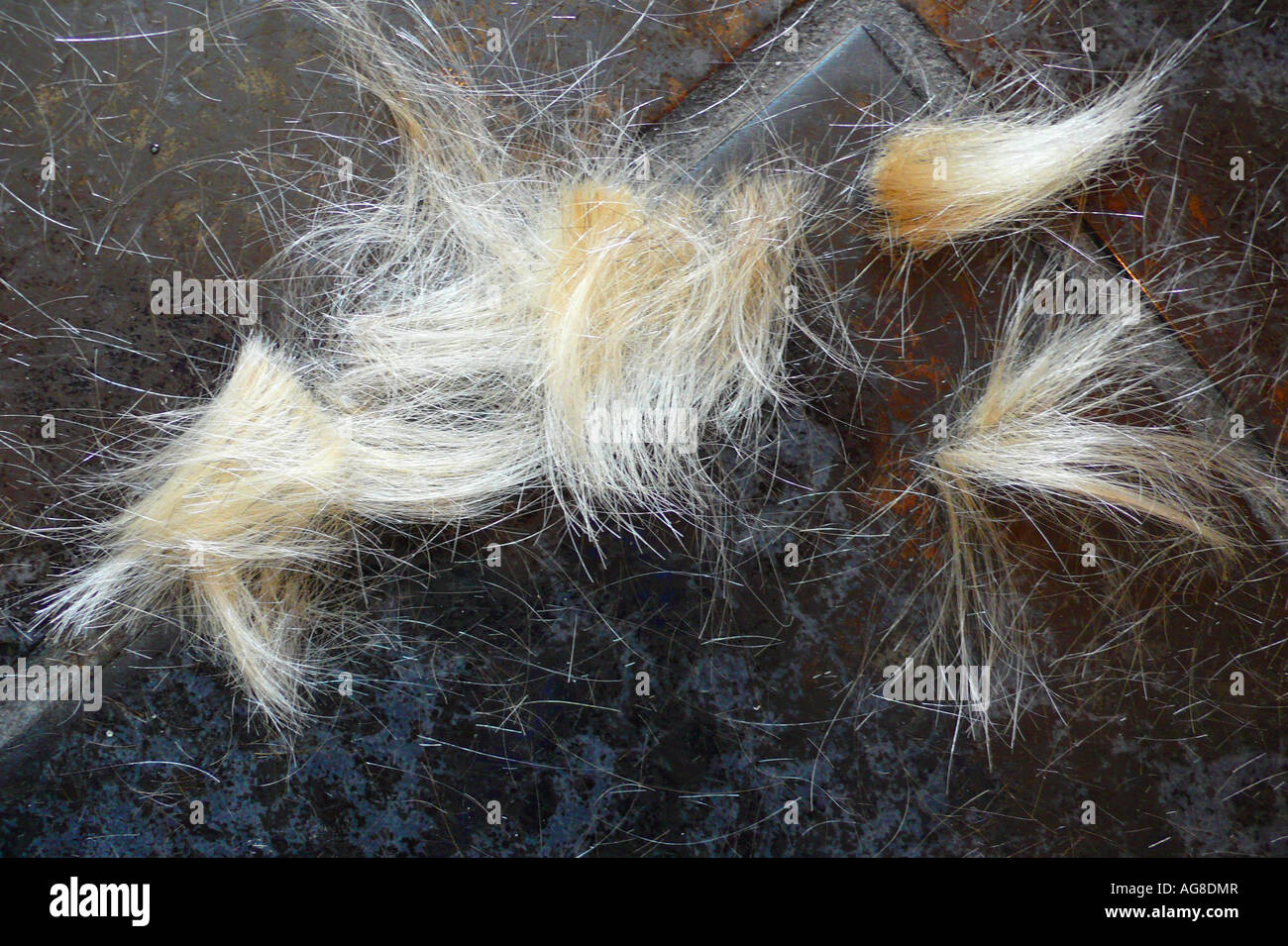 cutted hair at the barbershop Stock Photo - Alamy