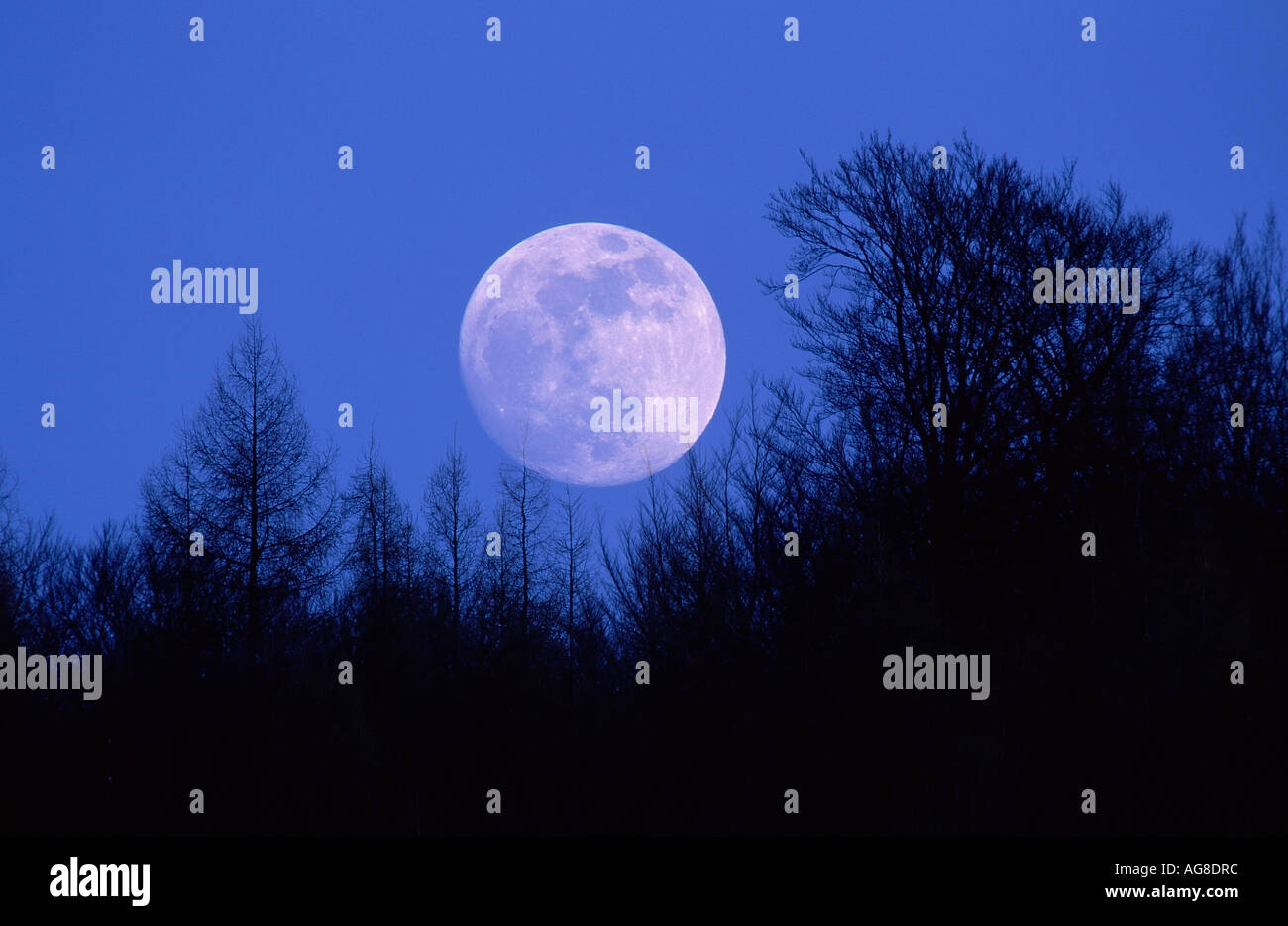 Full moon forest hi-res stock photography and images - Alamy