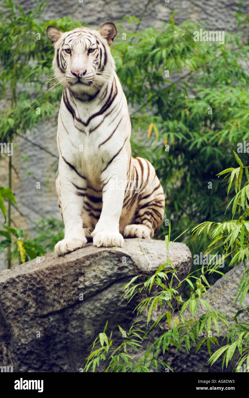 Seated tiger hi-res stock photography and images - Alamy