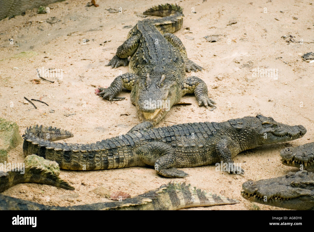 Siamese Crocodile Thailand Chiang Mai Zoo Crocodylus Siamensis Stock ...