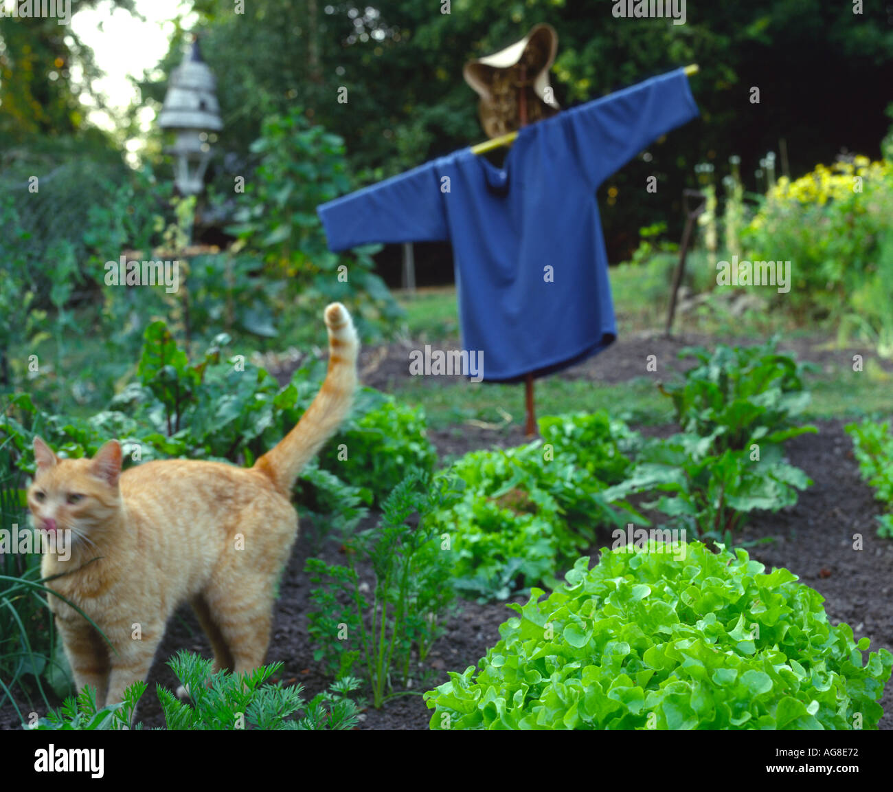 cat and scarecrow protecting vegetable plot from birds Stock Photo - Alamy