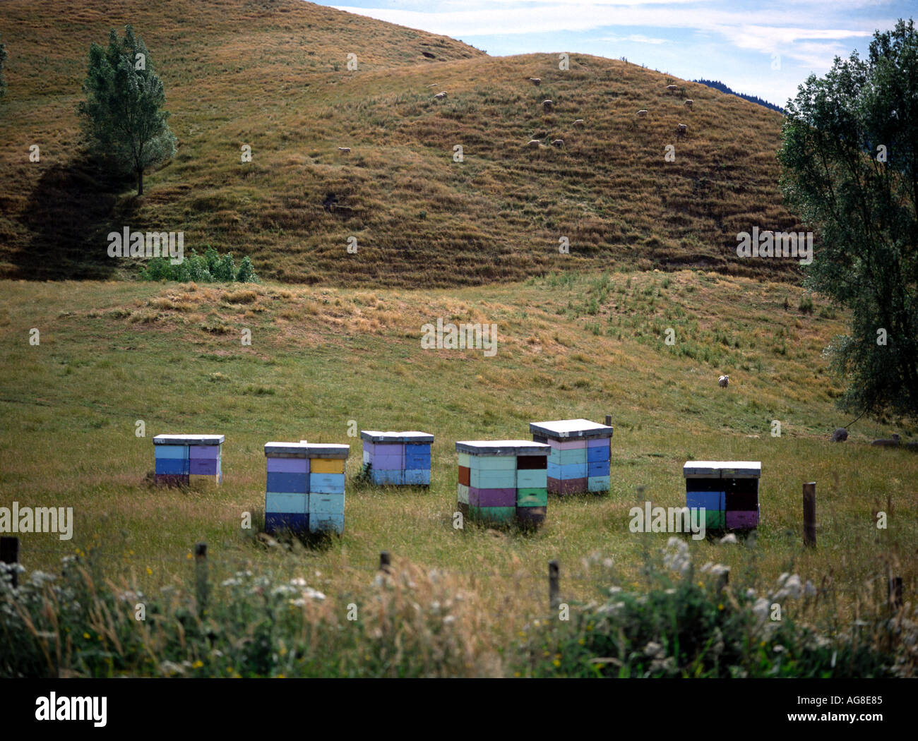 multi colored bee hives Stock Photo - Alamy