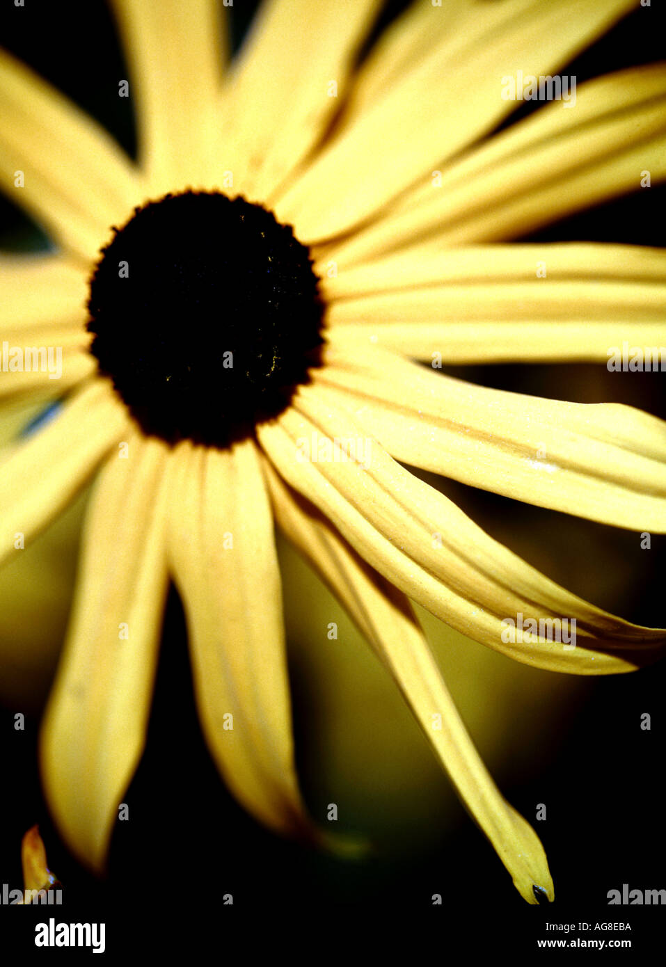 harsh yellow daisy flower petal graphic Stock Photo - Alamy