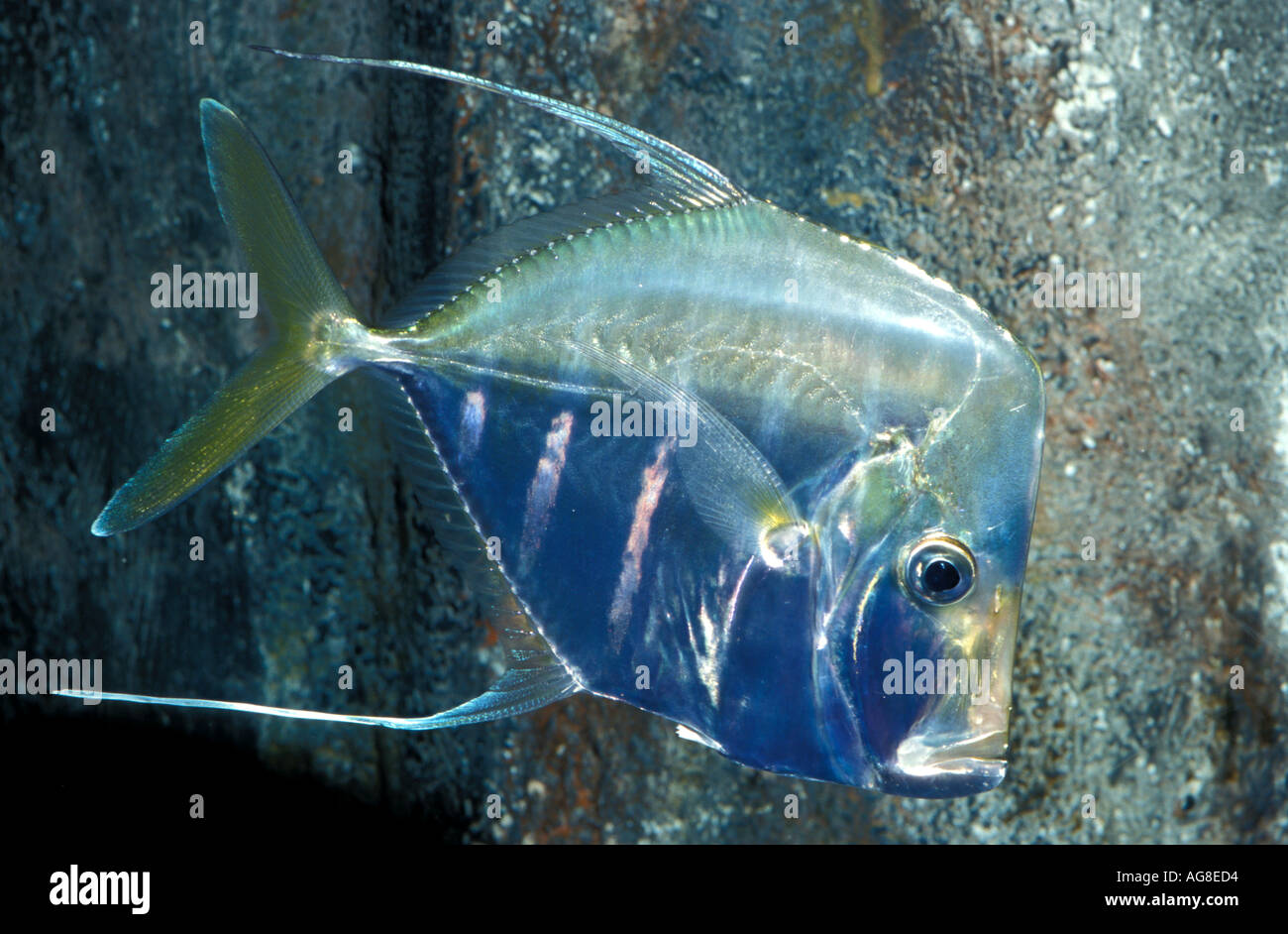 Lookdown fish hi-res stock photography and images - Alamy