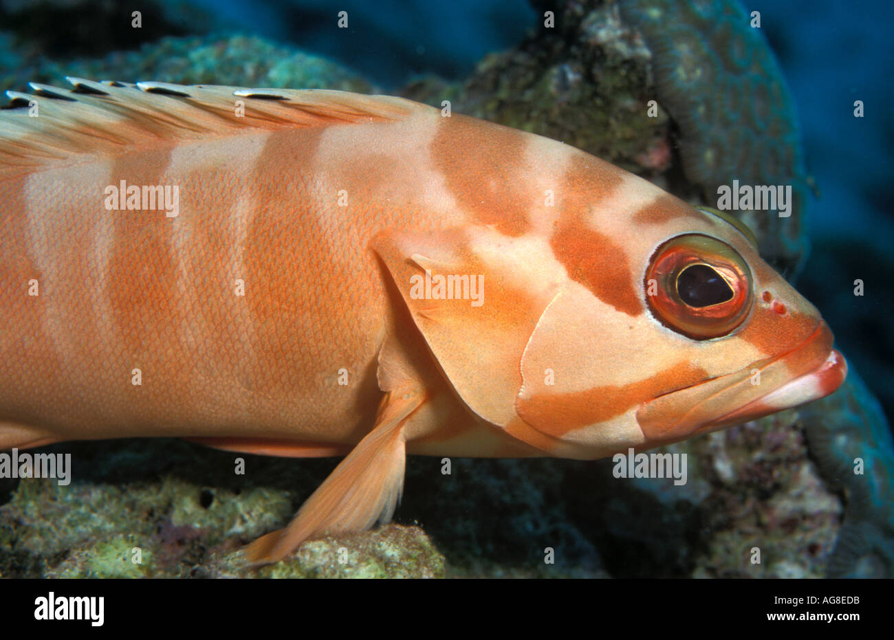 Operculum fish hi-res stock photography and images - Alamy