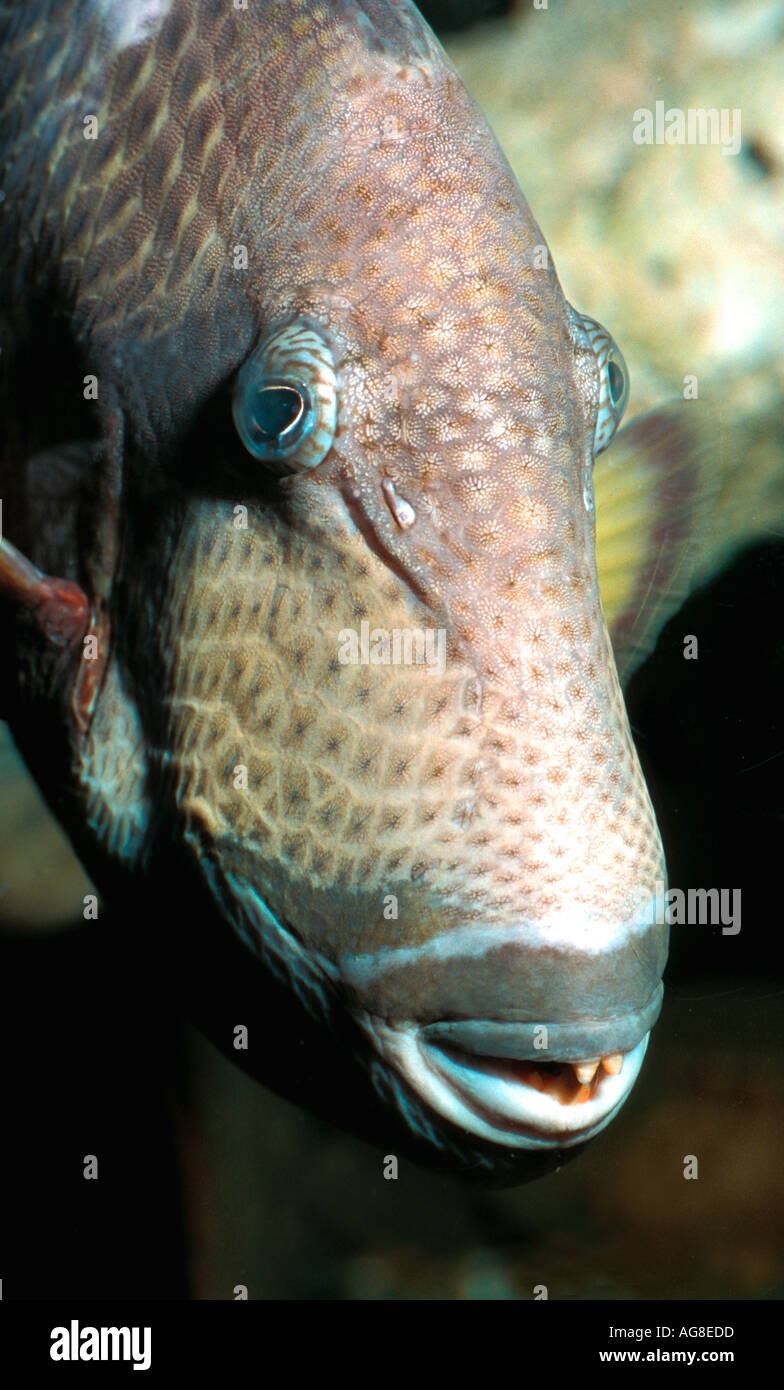 Triton Triggerfish Thailand Stock Photo - Alamy
