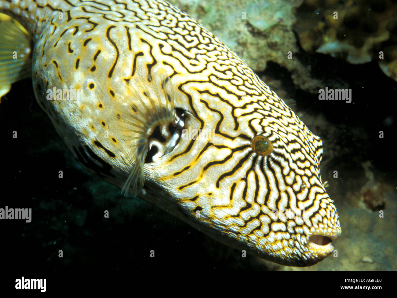 Fingerprint Toby Puffer Fish Canthigaster compressa Sabah Borneo Stock ...