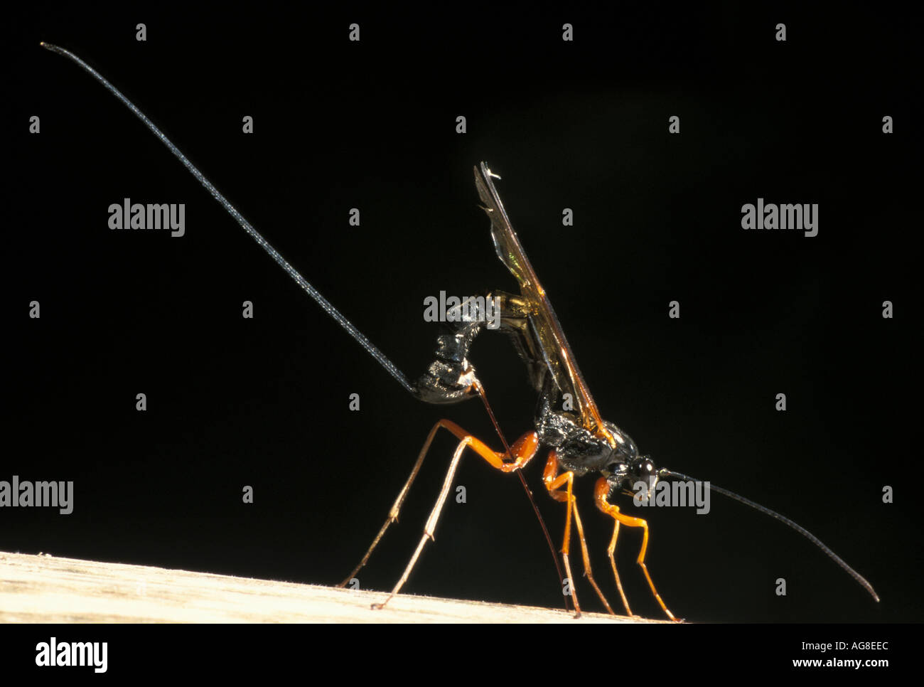 Ichneumon Fly Rhyssa persuasoria Stock Photo - Alamy