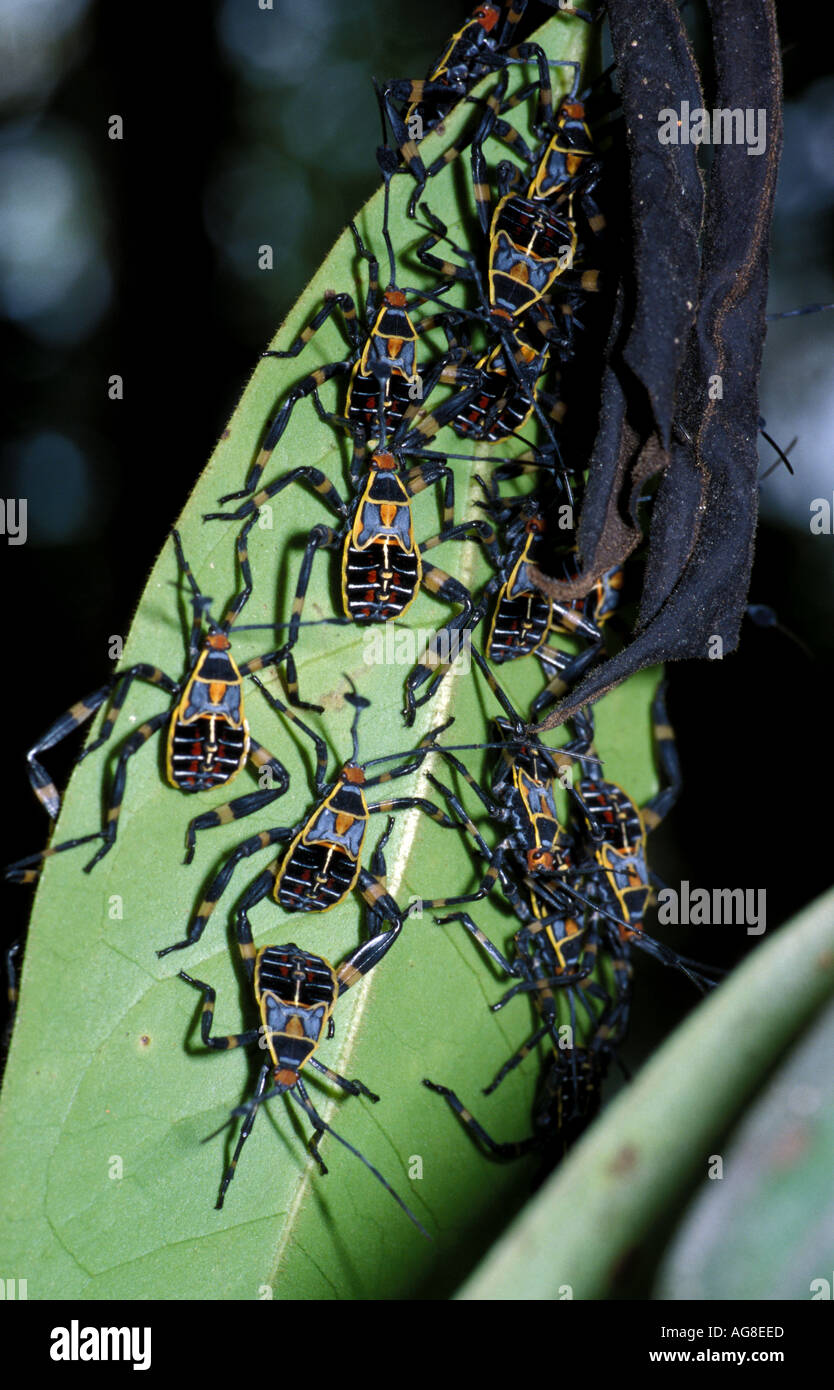 Assassin bugs on leaf belize hi-res stock photography and images - Alamy