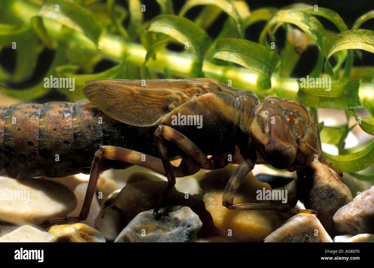 Dragonfly nymph underwater hi-res stock photography and images - Alamy