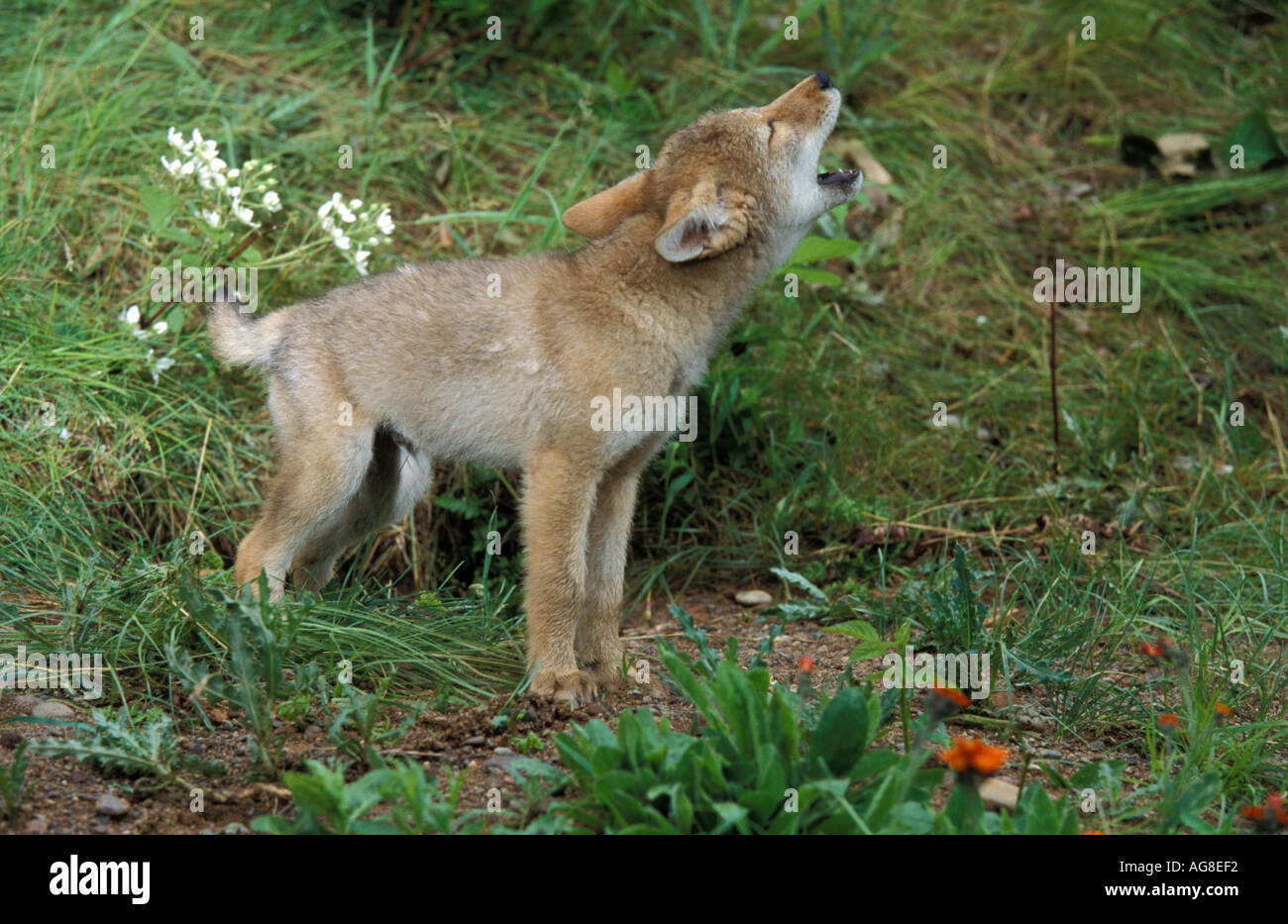 Baby Coyote Howling