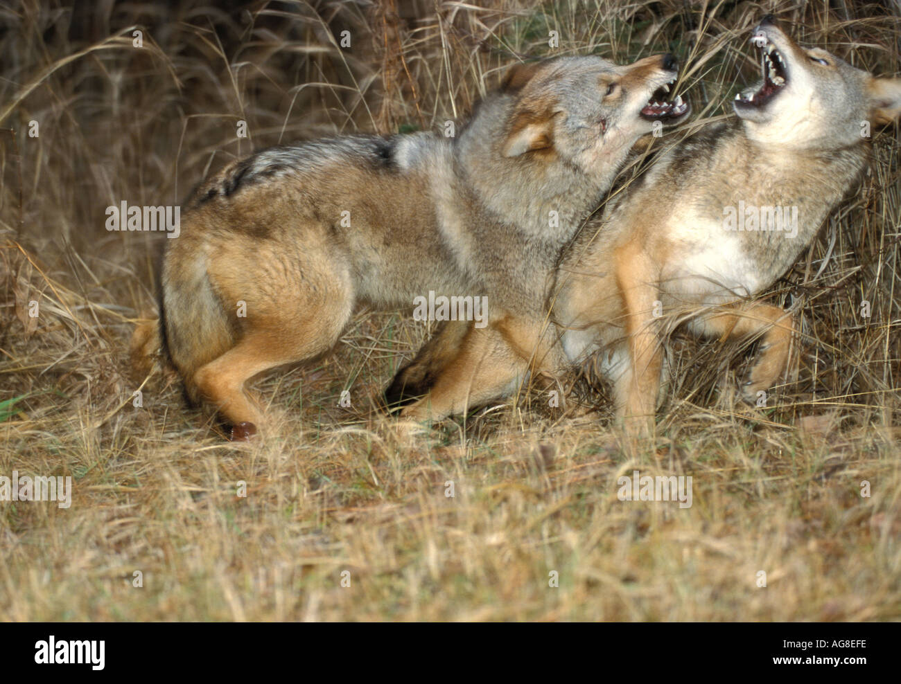 Coyote Canis latrans pair fighting playing in field Stock Photo - Alamy