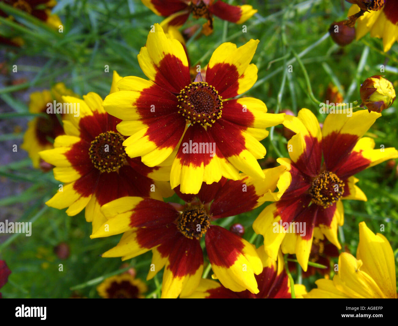 plains coreopsis, dyer's coreopsis, golden tickseed (Coreopsis ...