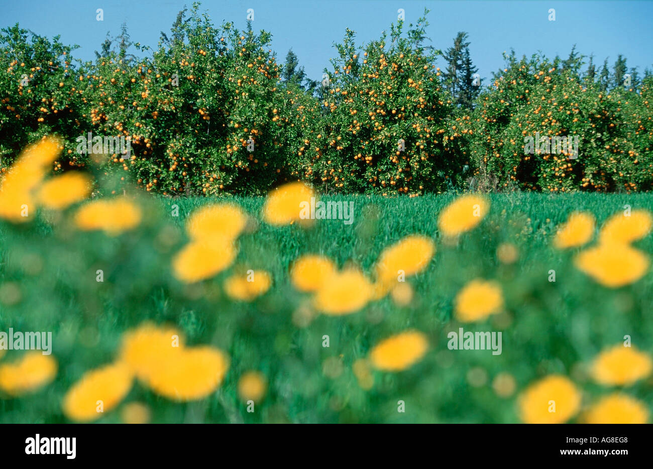Orange plantation, Cyprus / (Citrus sinensis Stock Photo - Alamy