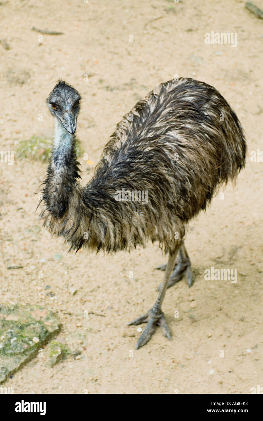 Old emu hi-res stock photography and images - Alamy