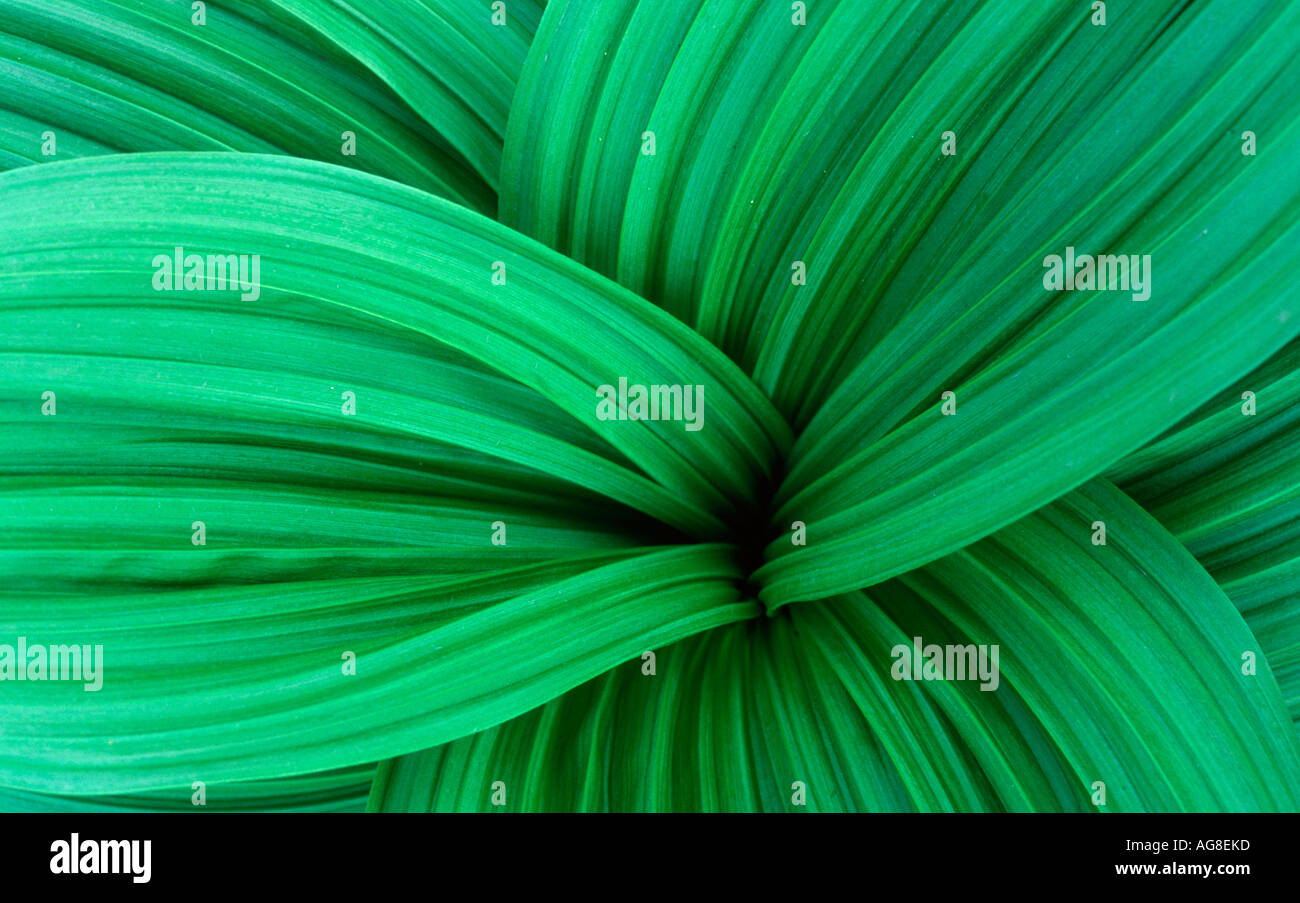 False helleborine hi-res stock photography and images - Alamy
