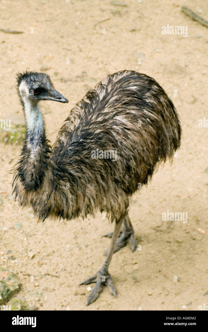 Old emu hi-res stock photography and images - Alamy