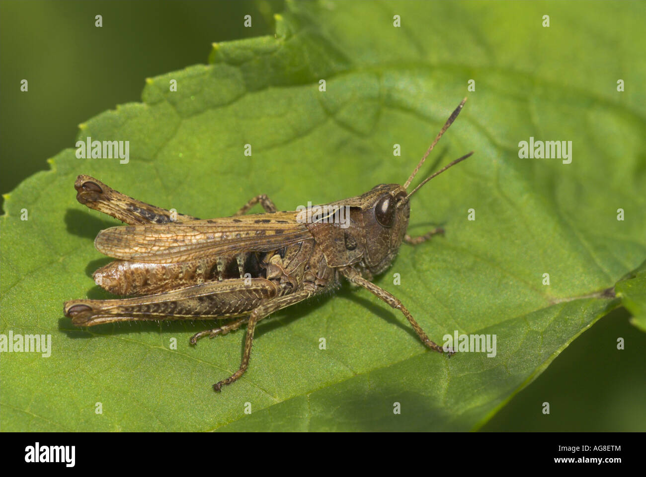 Rufous grasshoppers hi-res stock photography and images - Alamy