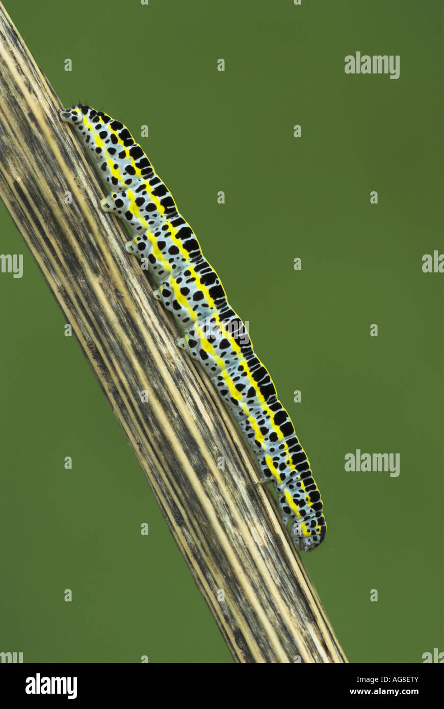 Toadflax brocade moth calophasia lunula hi-res stock photography and ...