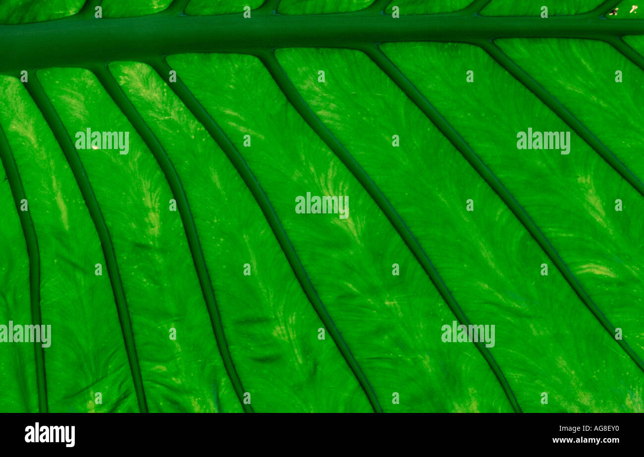 Giant Upright Elephant Ear leaf detail / (Alocasia odora Stock Photo ...