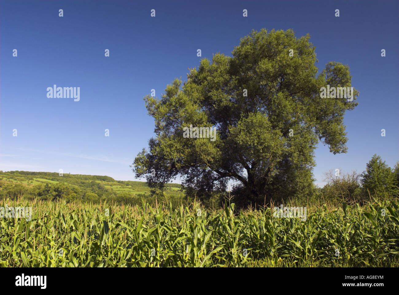 Single tree in field maize hi-res stock photography and images - Alamy