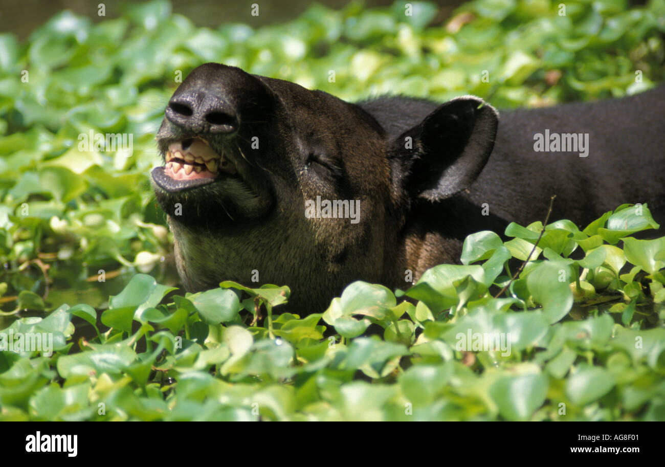 Tapir Teeth High Resolution Stock Photography and Images - Alamy
