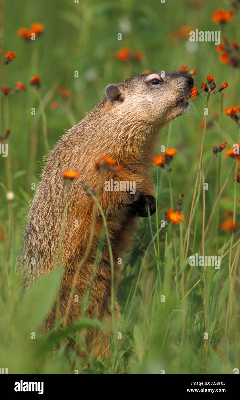 Groundhog woodchuck marmota monax minnesota hi-res stock photography ...