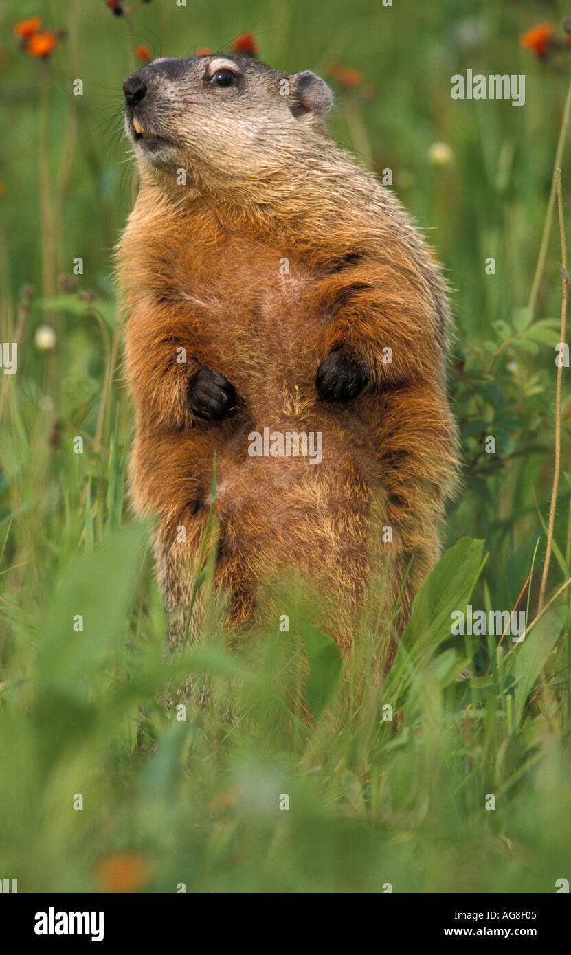 Groundhog woodchuck marmota monax minnesota hi-res stock photography ...