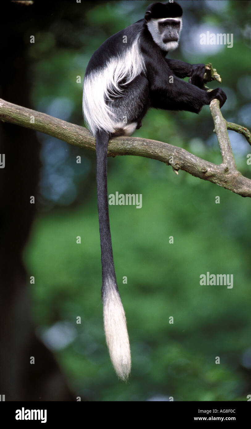 Colobus Monkey Colobus guereza Stock Photo - Alamy