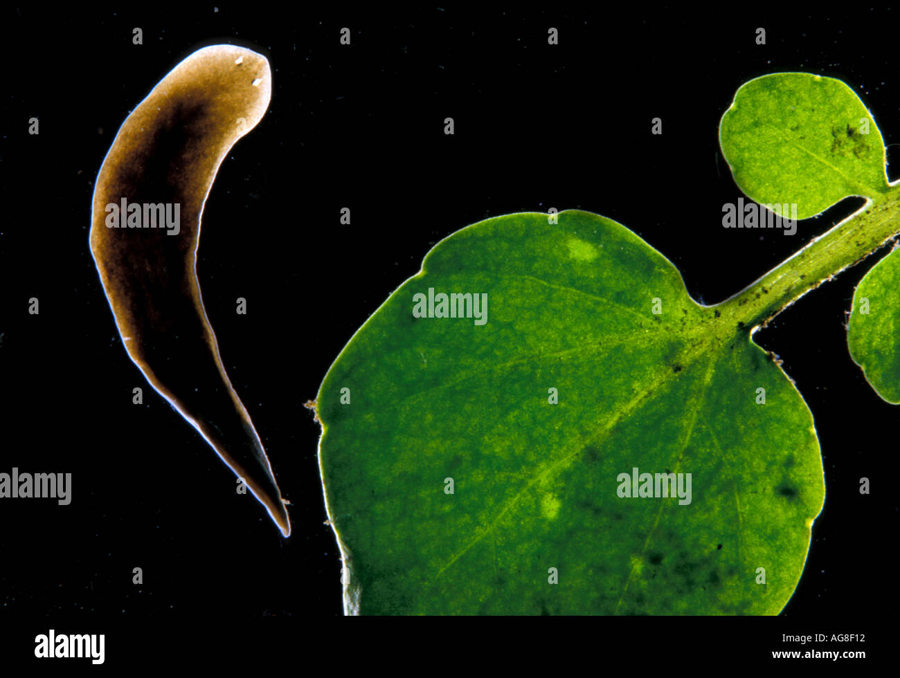 Freshwater flatworm hi-res stock photography and images - Alamy