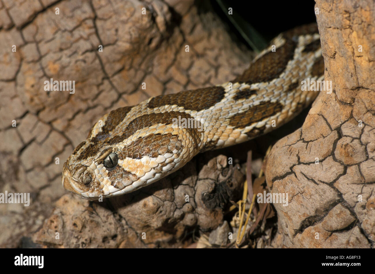 Palestine snake hi-res stock photography and images - Alamy