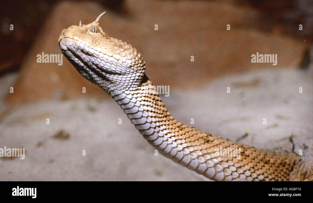 Desert Horned Viper Cerastes cerastes Stock Photo - Alamy