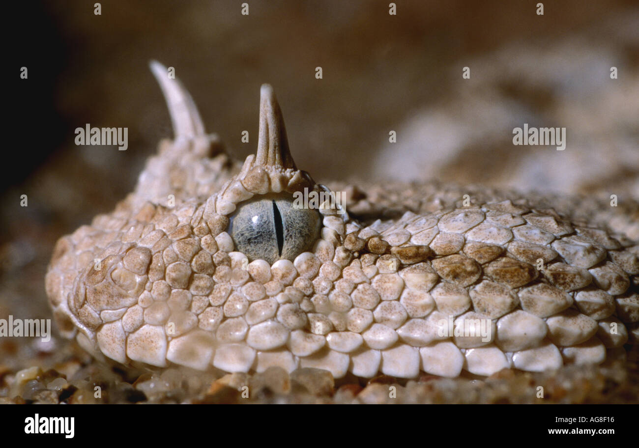 Desert Horned Viper Cerastes cerastes Stock Photo - Alamy