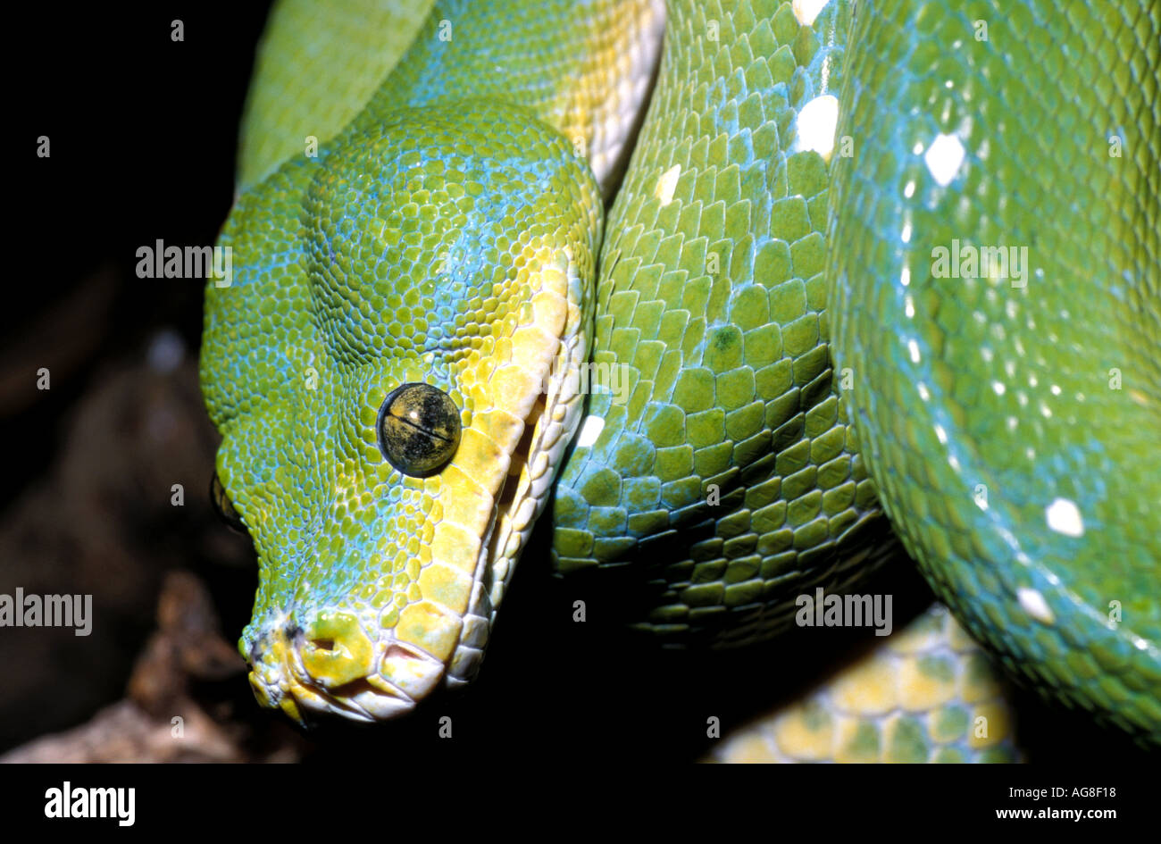 Green Tree Python Morelia viridis New Guinea and North Australia Stock ...