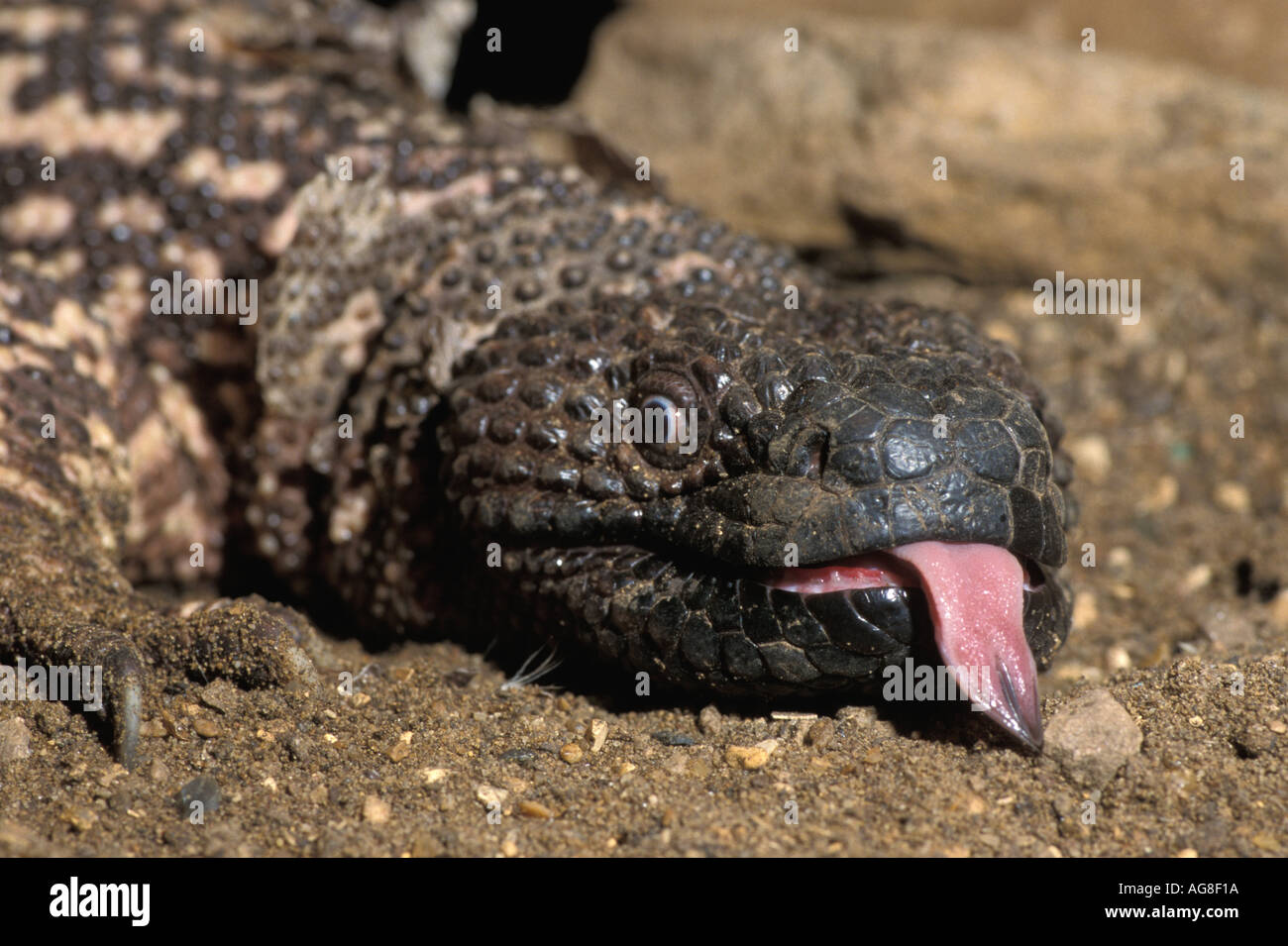 Gila Monster captive close up of head Stock Photo - Alamy
