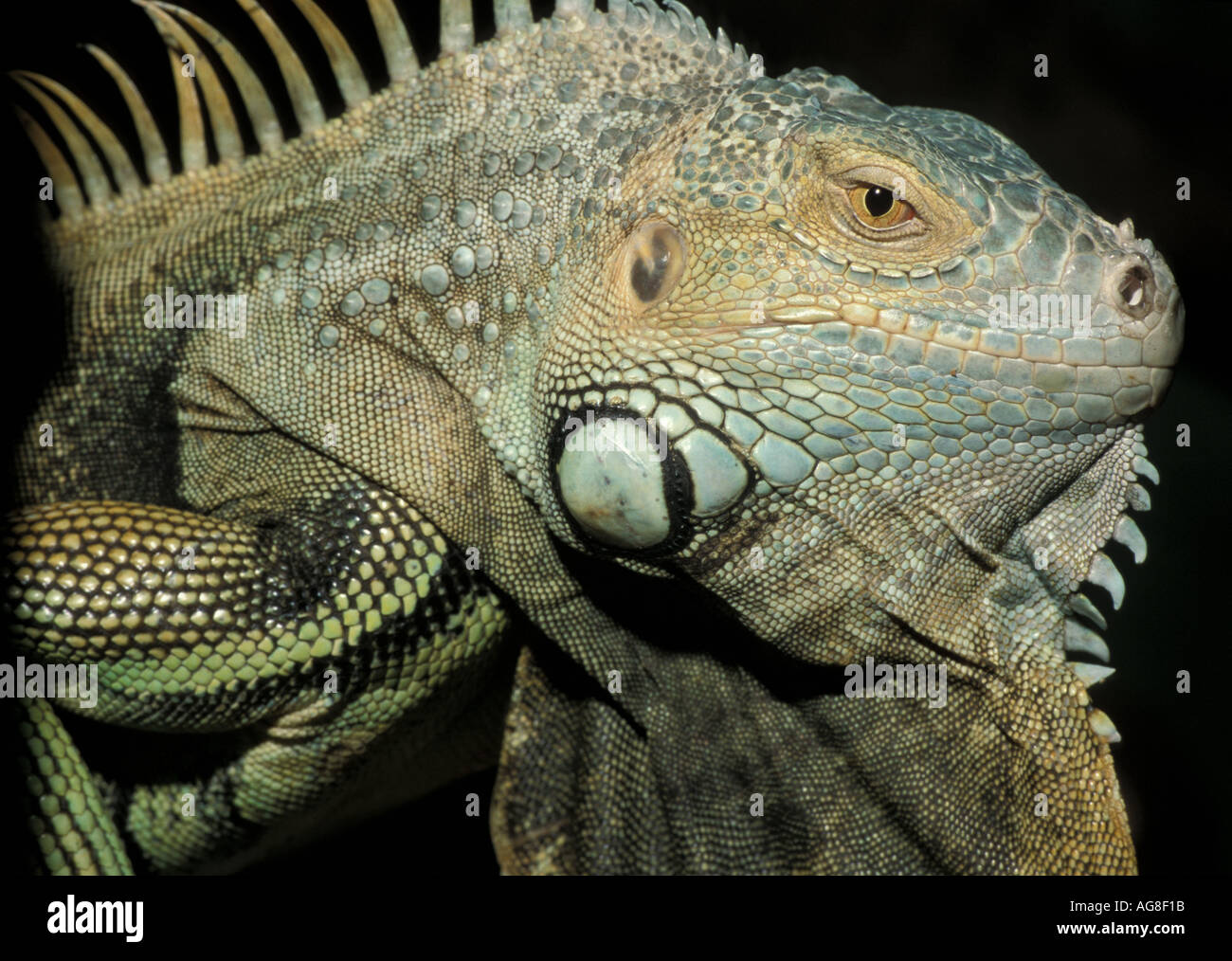 Green Iguana Iguana iguana showing tooth like scales Stock Photo - Alamy