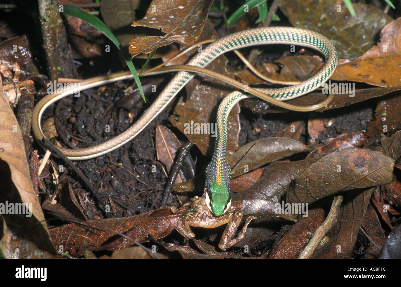 Green Headed Tree Snake Leptophis mexicanus feeding on frog Belize ...