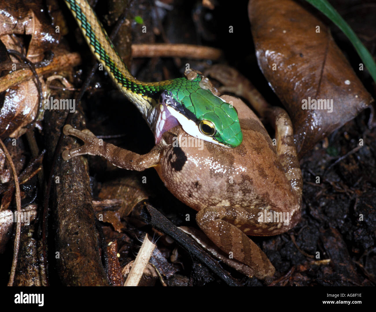 Green Headed Tree Snake Leptophis mexicanus feeding on frog with prey ...