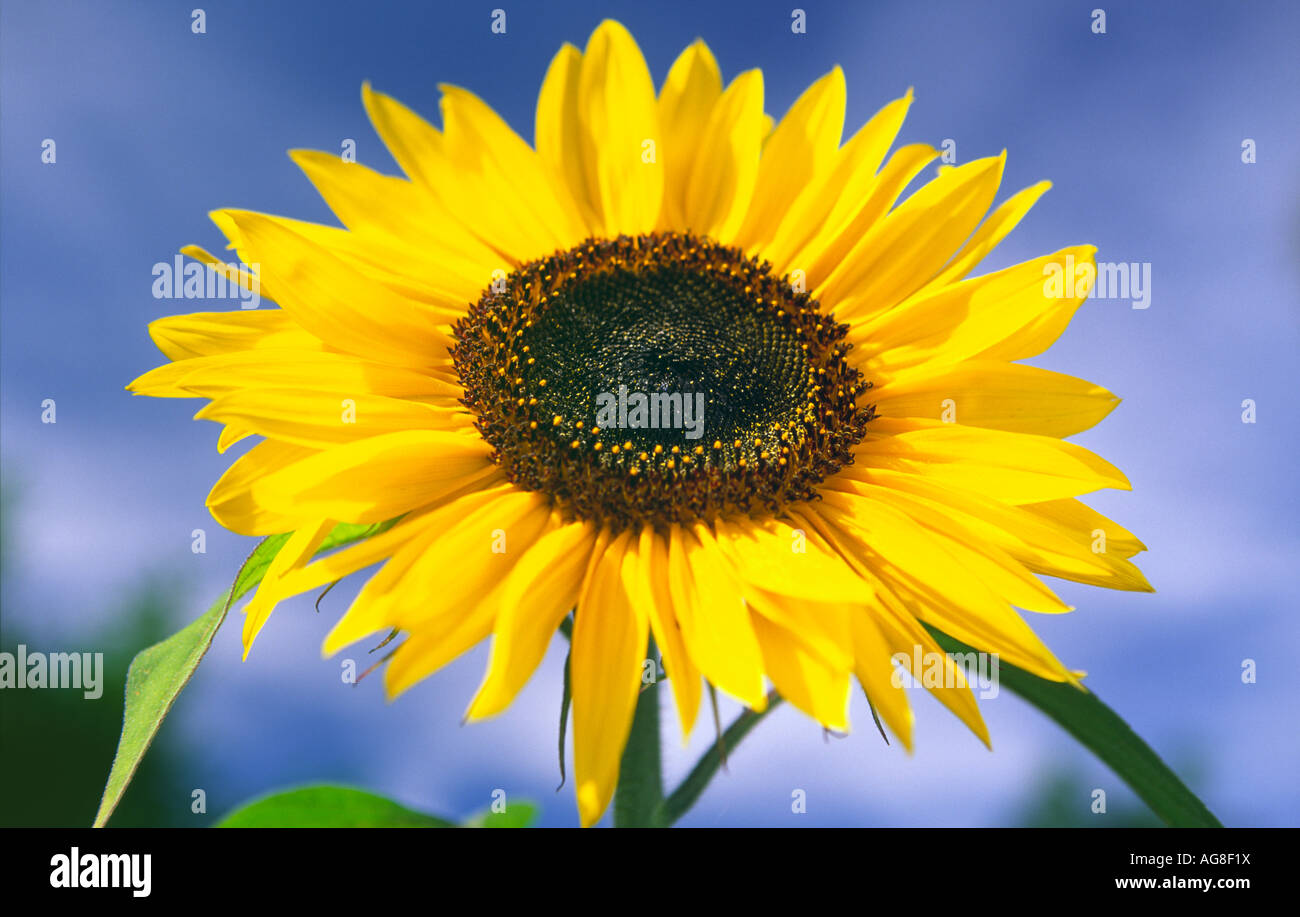 Garden flowers Sunflower Giant Single Hardy annual against a summer ...