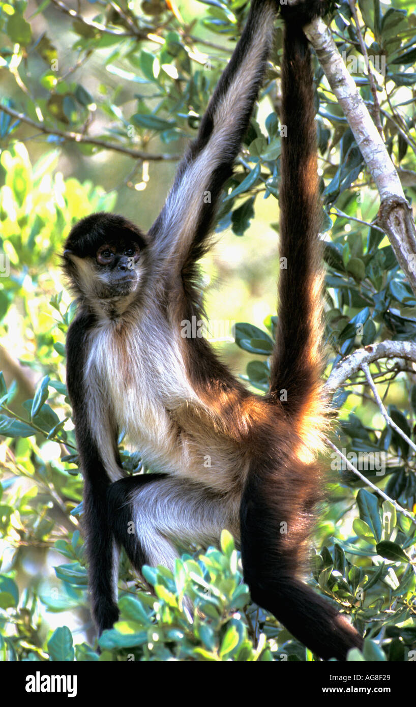 Spider Monkey Ateles geoffroyi Stock Photo - Alamy