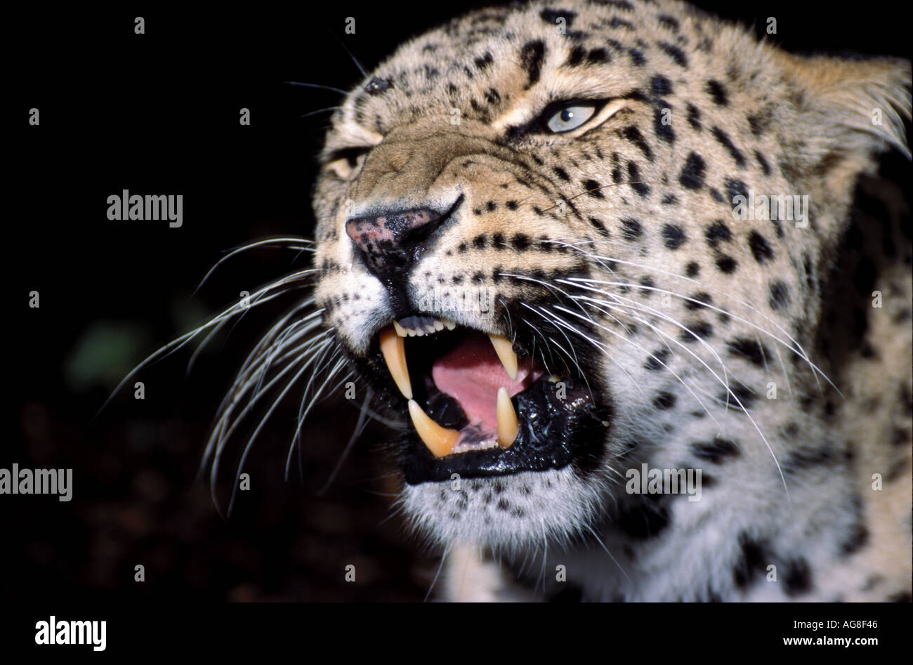 Snarling Leopard High Resolution Stock Photography and Images - Alamy