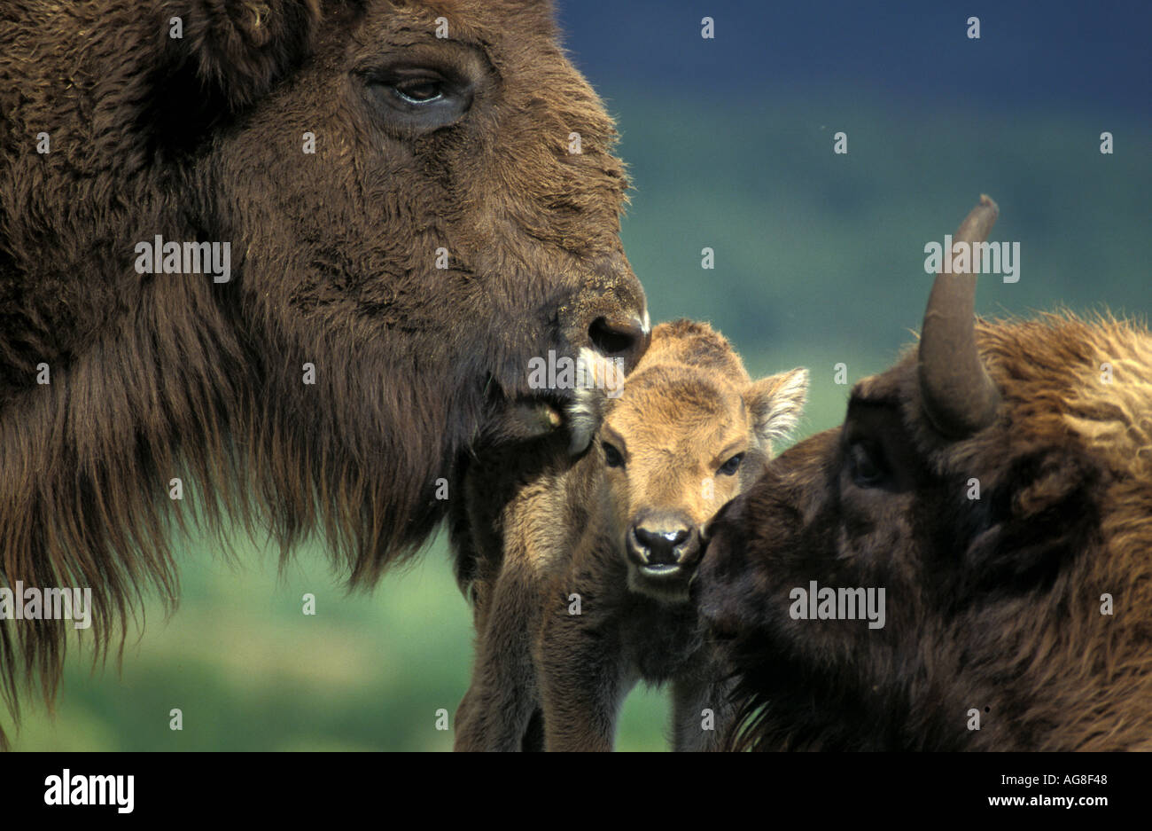 European bison calf buffalo Scotland Stock Photo - Alamy